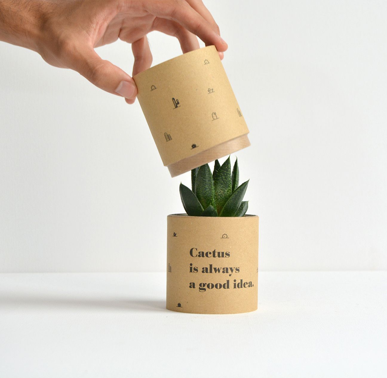 Planta viva Cactube | externali