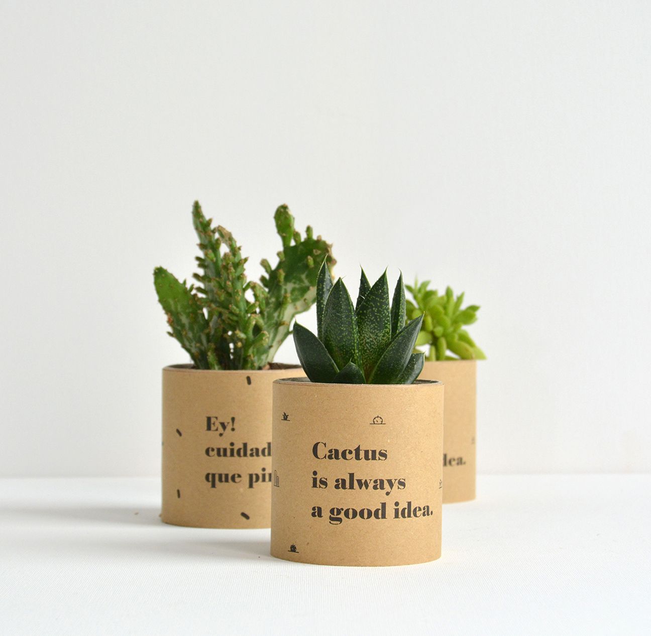 Planta viva Cactube | externali